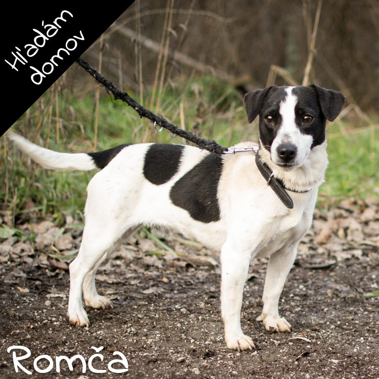 romca – TRENČIANSKY ÚTULOK